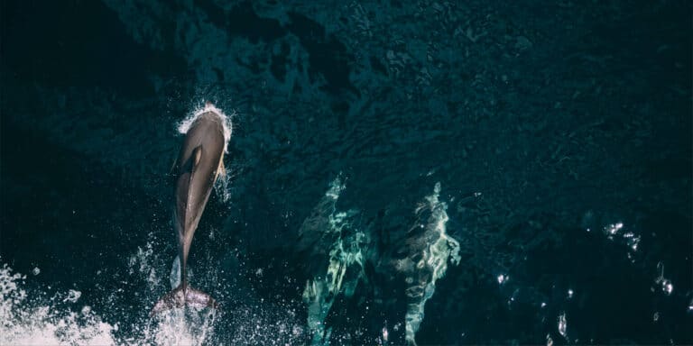 Sustainability Spotlight: The Tiaki Promise - Glenorchy Air